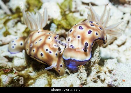 Sea Slug, Hypselodoris tryoni, Chromodorididae, Anilao, Batangas ...