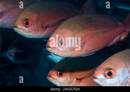 Shoal of Slender Pinjalo Snapper, Pinjalo lewisi, Tufi, Solomon Sea ...