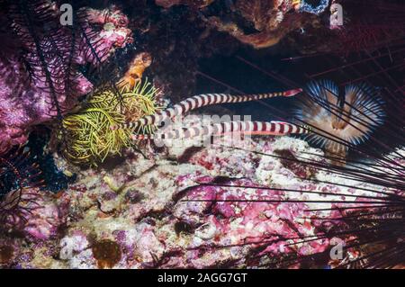 Male and female banded pipefish (Doryrhamphus dactyliophorus) inside a ...