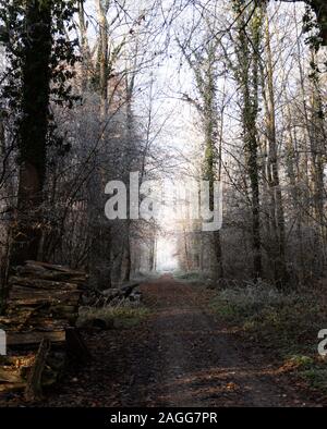path at frosty German forest in Lower Saxony Stock Photo - Alamy