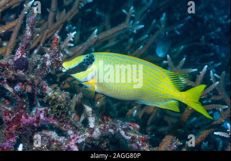 Masked spinefoot, Decorated rabbitfish [Siganus puellus]. North ...