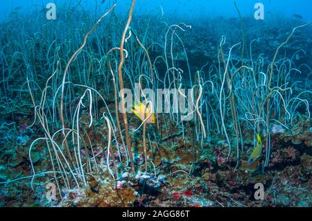 Delicate sea whips [Junceella fragilis] forest with a Golden damselfish ...
