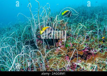 Singular bannerfish (Heniochus singularis). Andaman Sea, Thailand Stock ...
