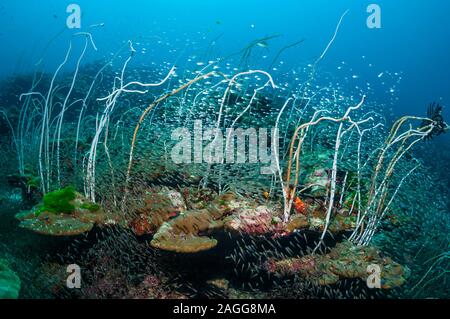 Whip corals [Junceella fragilis] with a large school of Pygmy sweepers ...