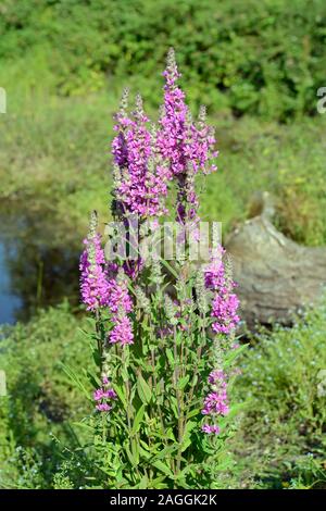 Lythrum salicaria is a perennial herbaceous plant of the Lythrum family ...