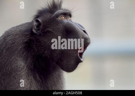 Closeup shot of a baboon screaming with its mouth wide open and sharp ...