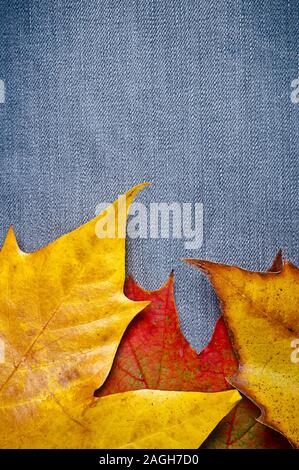 Fallen autumn leaves with copy space. The color of the gradient foliage ...