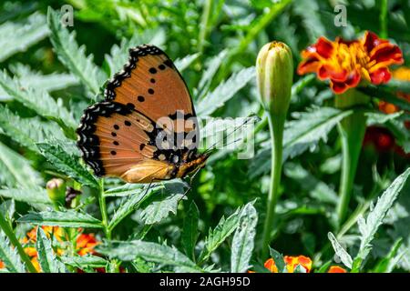 Gaudy Commodore Butterfly, Precis octavia, Nymphalidae Stock Photo - Alamy