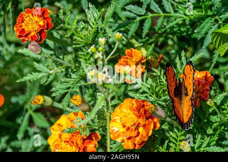 Gaudy Commodore Butterfly, Precis octavia, Nymphalidae Stock Photo - Alamy