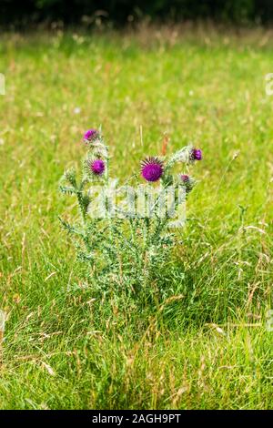 Vibrant purple thistle growing wild in Kawakawa, New Zealand Stock ...