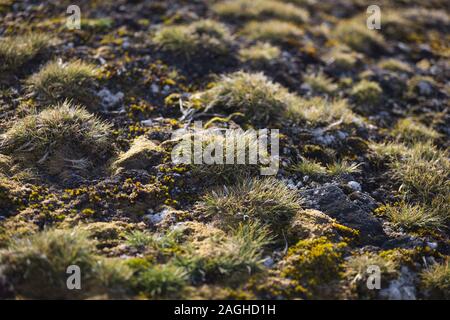 Antarctic hairgrass deschampsia antarctica and pearlwort colobanthus ...