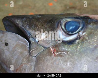 Cloudy eyes and skin oozing a bacterial mucus reveal Post-harvest ...