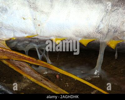 Cloudy eyes and skin oozing a bacterial mucus reveal Post-harvest ...
