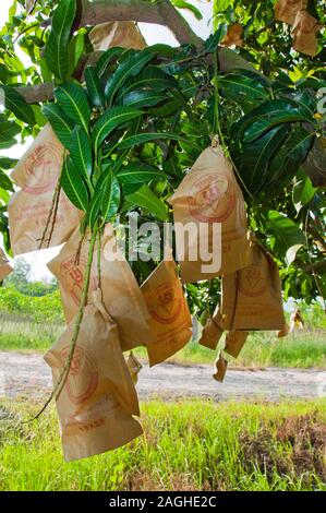 A mango in a brown paper bag Stock Photo - Alamy