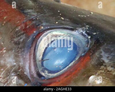 Cloudy eyes and skin oozing a bacterial mucus reveal Post-harvest ...