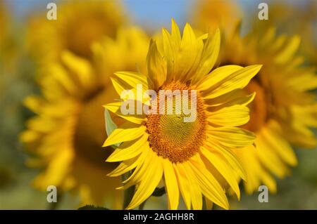 Flor de girasol Stock Photo - Alamy