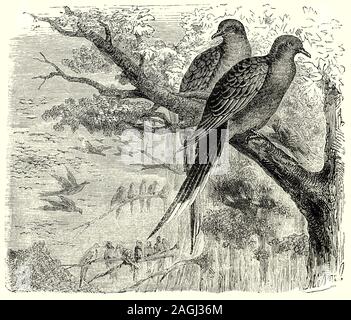 Passenger pigeon or ectopistes migratorius, migratory extinct species ...