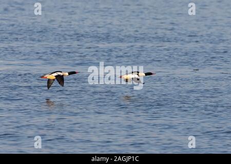 The common merganser (Mergus merganser) in fliyng during migration from ...