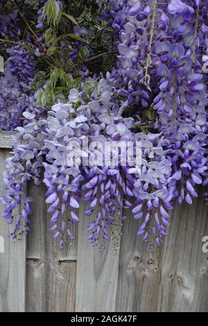 Wisteria Wisteria sinensis with purple flowers grows in the foreground ...