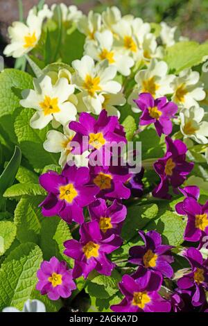 Colorful blooming primroses in a flower bed, Closeup, Germany Stock ...