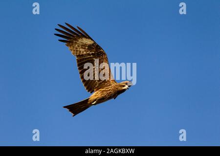 Black-eared Kite (Milvus migrans lineatus) adult, in flight, underlit ...
