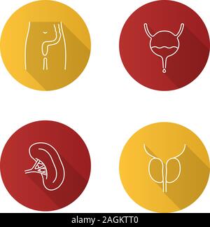 Prostate gland and urethra linear icon. Thin line illustration. Male ...