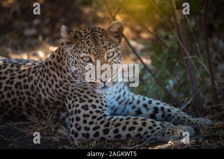 Closeup shot of a wild cat laying on the ground while looking at the ...
