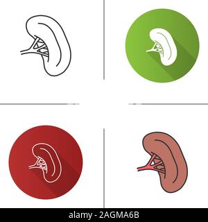 Human spleen linear icon. Thin line illustration. Lymphatic system ...