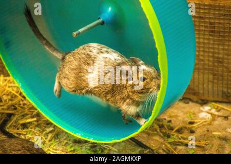 A rodent running full speed inside an exercise wheel Stock Photo - Alamy