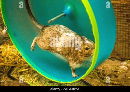 A rodent running full speed inside an exercise wheel Stock Photo - Alamy