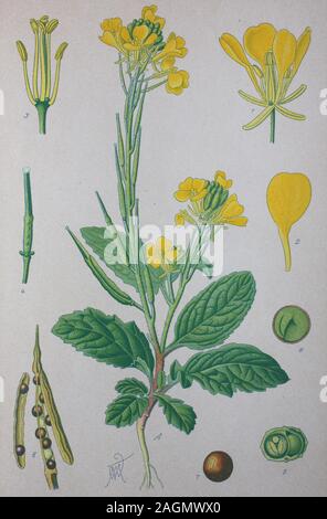 Illustration sinapis arvensis Stock Photo - Alamy