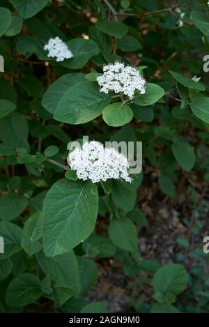 Wayfaring Tree in Blossom ( Viburnum lantana ), UK in Spring Stock ...