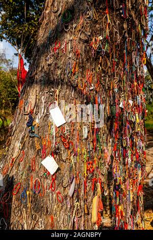 Killing tree, killing fields, Phnom Penh, Cambodia, death destruction ...