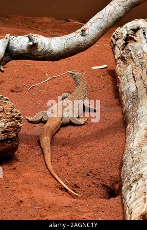 sand goanna, Varanus gouldii, aka Gould's monitor, the sand monitor ...