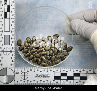 Ricin castor bean plant poisonous protein, chemical structure Stock ...