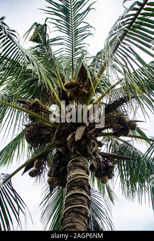 Coconut tree full of fruits Stock Photo - Alamy