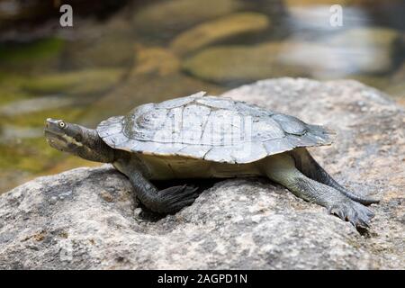 Murray River Short-necked Turtle Stock Photo - Alamy