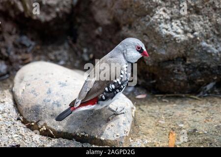 Diamond Firetail (Stagonopleura guttata), finch species, adult ...