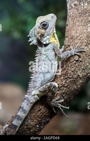 Boyds Forest Dragon Stock Photo - Alamy