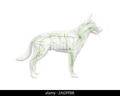 Dog lymphatic system, computer illustration Stock Photo - Alamy