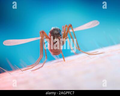 Mosquito feeding on a human, computer illustration Stock Photo - Alamy