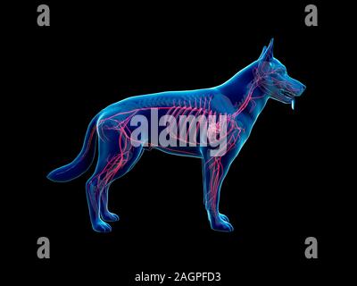 Dog arteries, computer illustration Stock Photo - Alamy