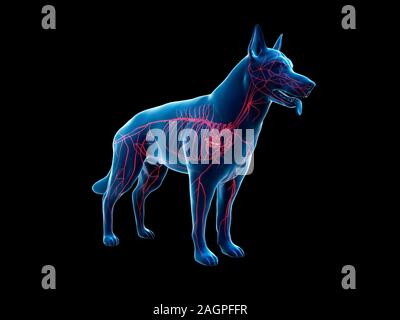 Dog arteries, computer illustration Stock Photo - Alamy