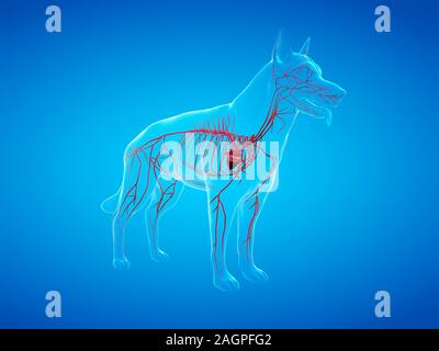 Dog arteries, computer illustration Stock Photo - Alamy