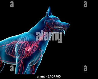 Dog arteries, computer illustration Stock Photo - Alamy
