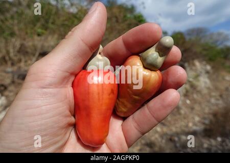 Indonesia Alor - ripe betel nut fruit in hand Stock Photo - Alamy