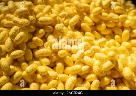 Natural silkworm shell (Cocoons) being a primary source producer of ...