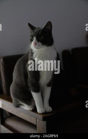 The cat observing carefully Stock Photo - Alamy