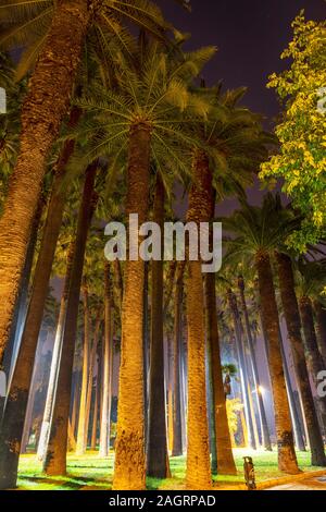 a nice background of a plam trees / dates fild at night Stock Photo - Alamy