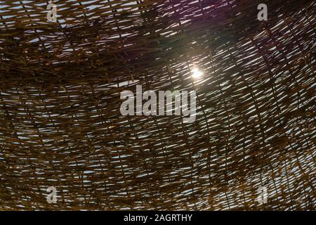 Sugar cane stalks with sugar cane plantation background. sugarcane ...